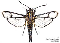 Papua Insects Foundation (Lepidoptera/Sesiidae thumbnails)